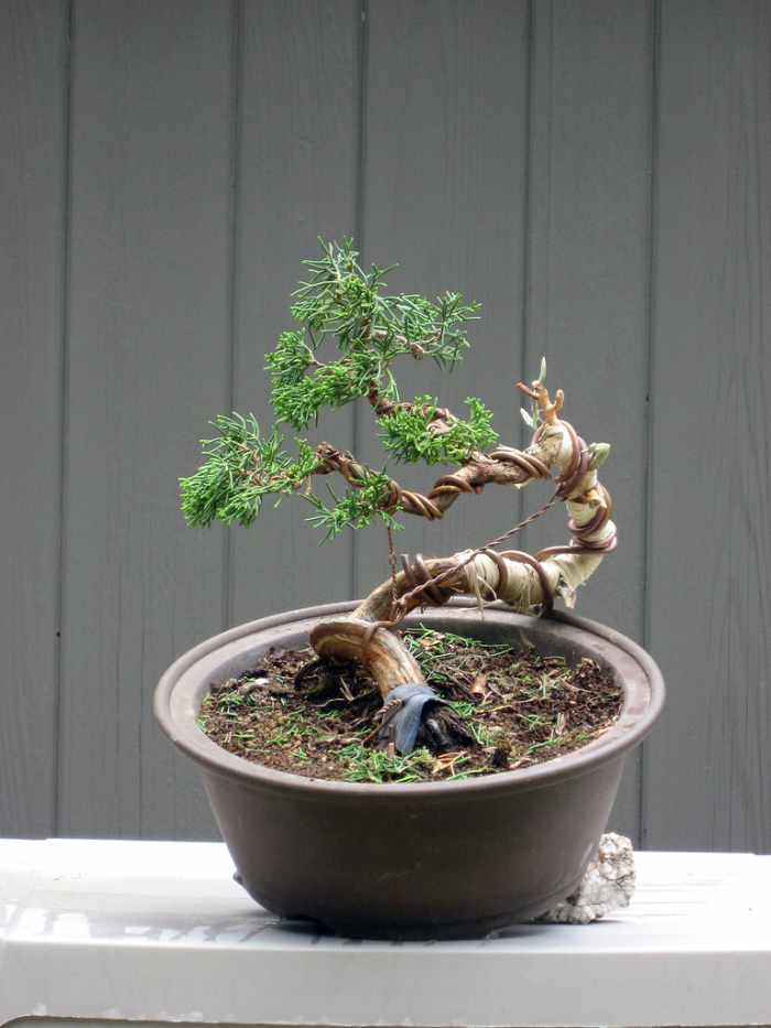 How to get a thicker bonsai tree trunk - HubPages