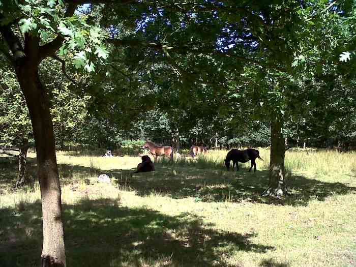 Skipwith Village and Skipwith Common North Yorkshire UK - HubPages