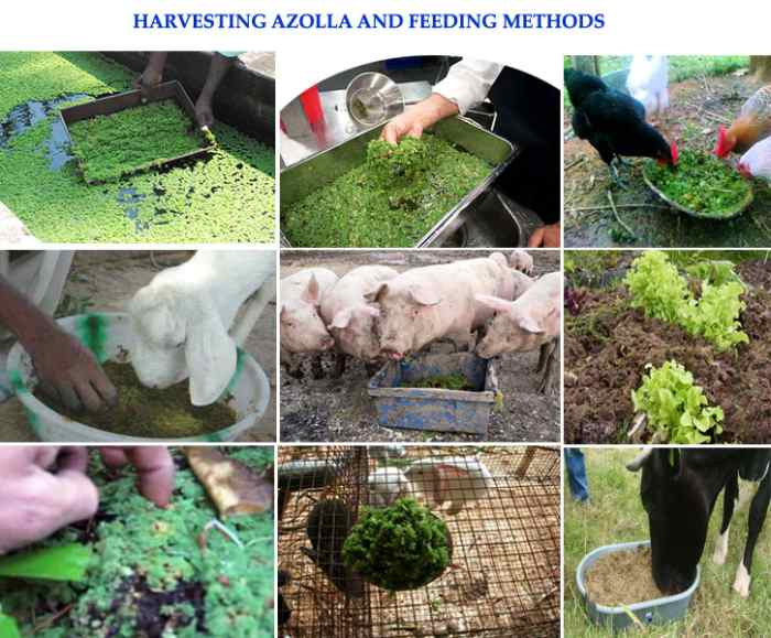 Azolla Farming step by step and Health Benefits - HubPages