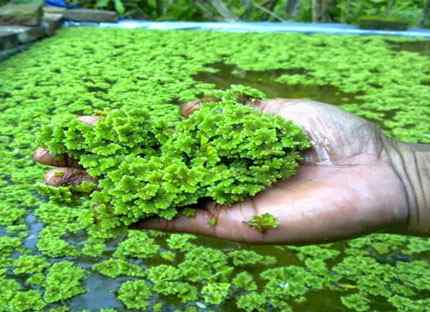 Azolla Farming step by step and Health Benefits - HubPages