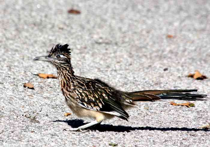 The Roadrunner Bird - Interesting Facts and Information - HubPages