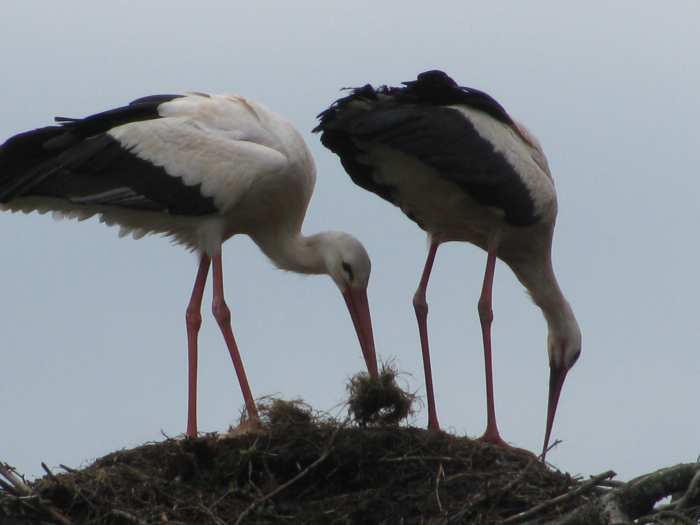 White Stork of Alsace: Emblem of Alsace, Near-Extinction to Success ...