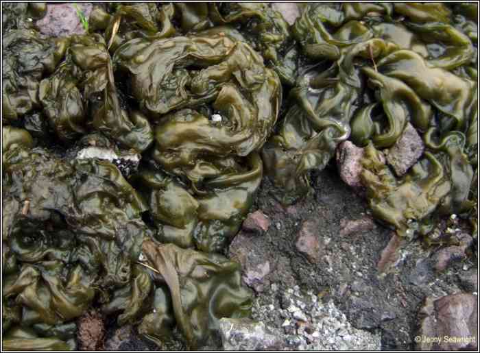 Algae - The Most Primitive Plants - HubPages