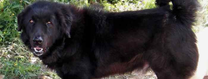 Strongest Molosser Dogs from India and Pakistan - HubPages