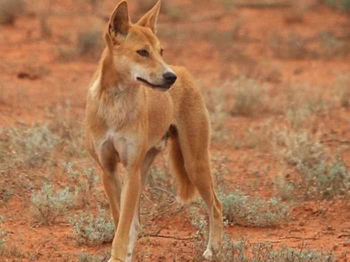 7 Ancient Pariah Dogs: Breed History and Facts - HubPages