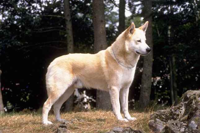 7 Ancient Pariah Dogs: Breed History and Facts - HubPages