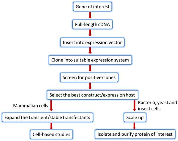 Production of Recombinant Therapeutic Proteins - HubPages