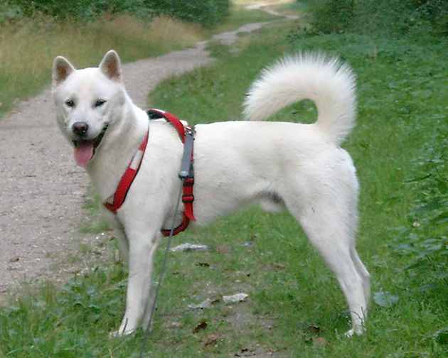 Top 10 Tall White Dogs - HubPages