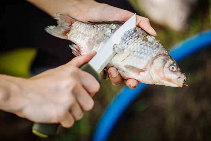 How To Catch, Clean and Cook a Fish While Camping Out - HubPages