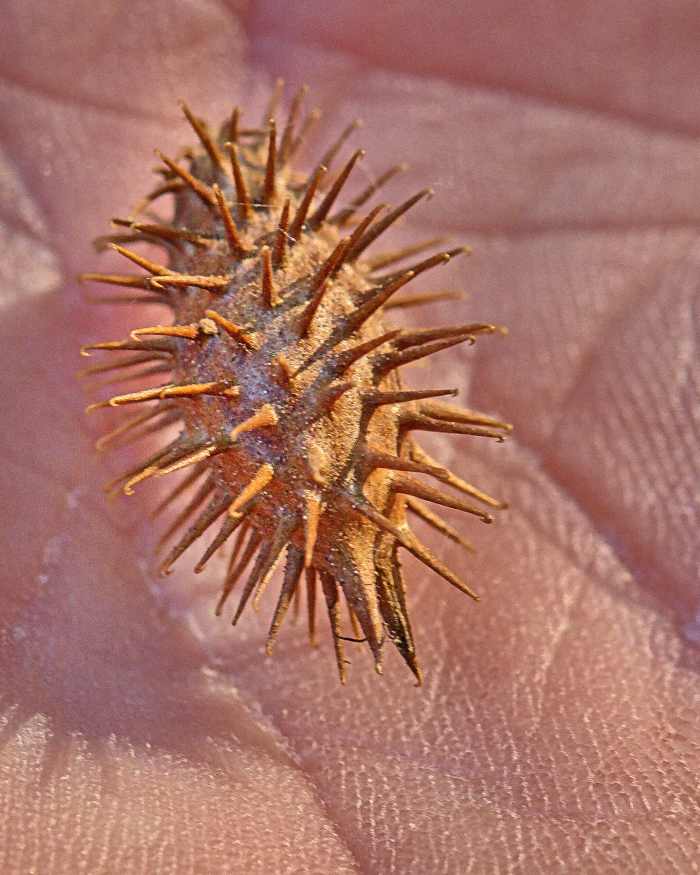 Growing or Foraging Edible Burdock Plants (Annoying Burs, Powerful ...