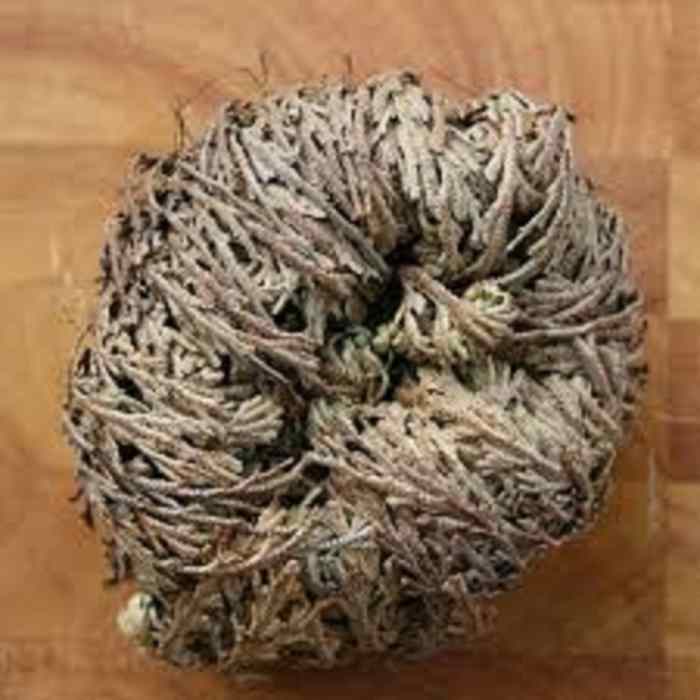 Lessons From the Rose of Jericho or Resurrection Plant - HubPages