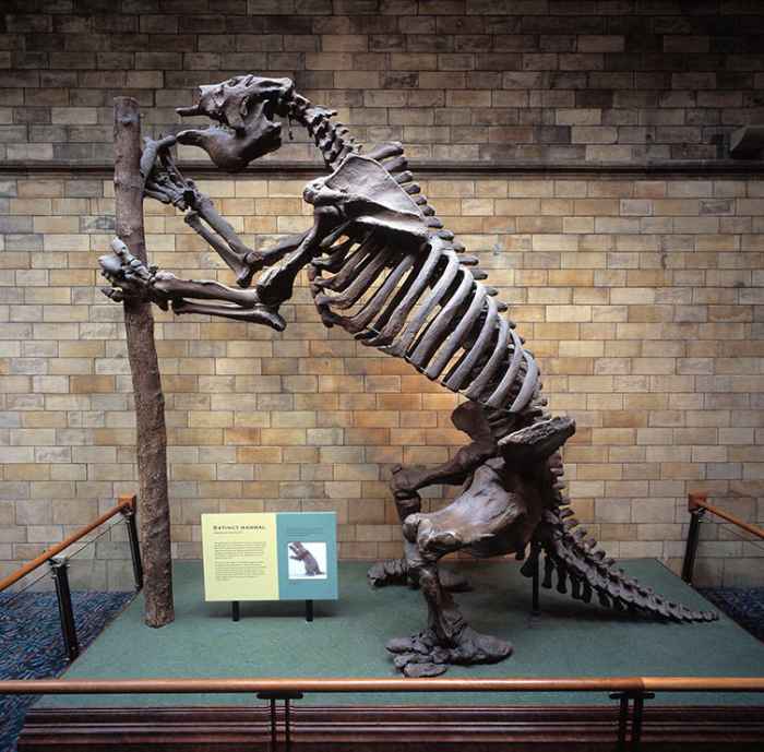 Top Ten Prehistoric Animals and Their Modern Counterparts - HubPages