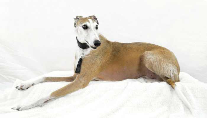 Husky Greyhound Mix - HubPages