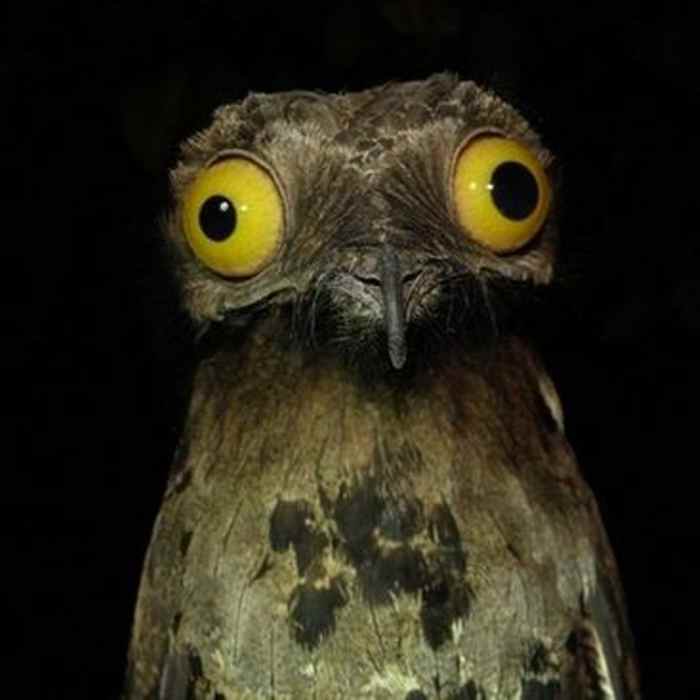 Top 10 Most Funny Looking Animals in the World - HubPages