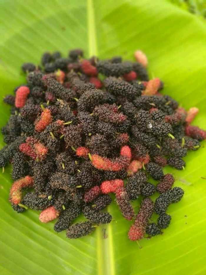 10 Amazing Health Benefits of Mulberry - HubPages