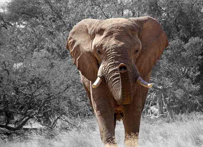 Facts About Elephants: Their Species, Habitat, and Characteristics ...