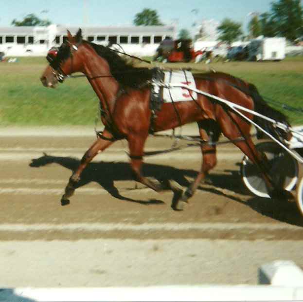 Equipment of the Standardbred Harness Racing Horse - HubPages