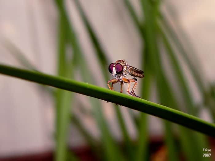 Strange and Funny Insects and Bugs - HubPages