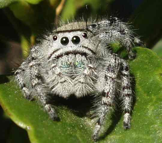 Strange and Funny Insects and Bugs - HubPages