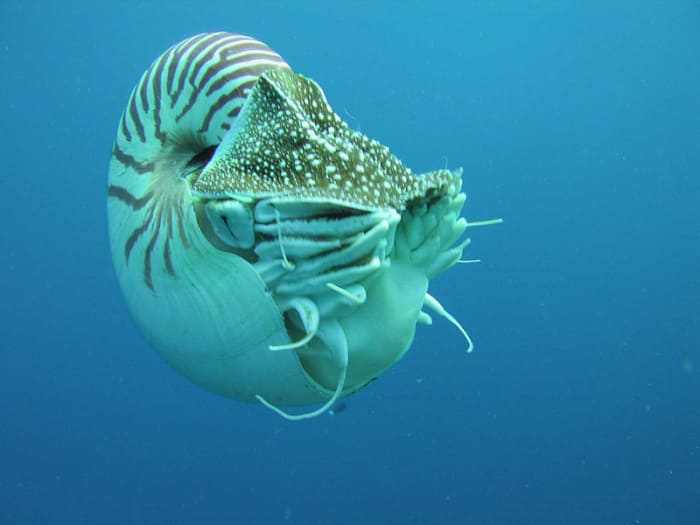 Nautilus: A Living Fossil - HubPages