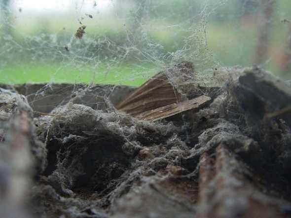 How About I Make You Love Interesting Spider Webs - HubPages