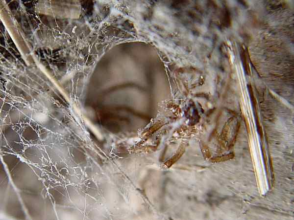 How About I Make You Love Interesting Spider Webs - HubPages