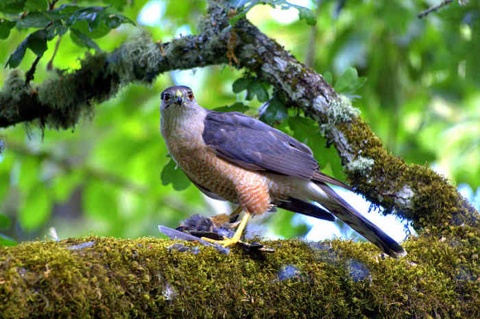 What Is A Chicken Hawk - HubPages