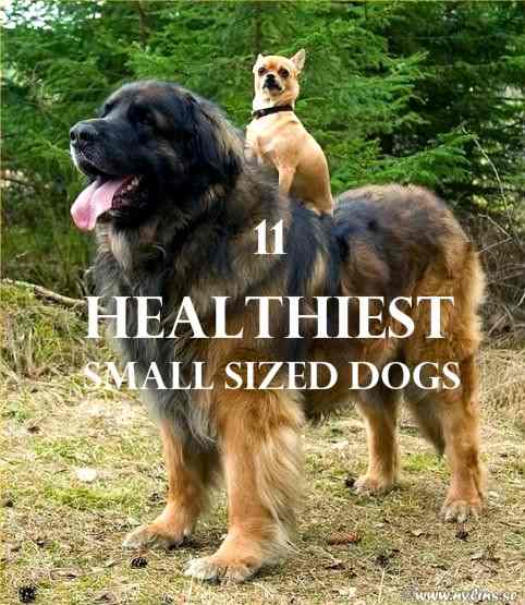 11 Healthiest Small Breed Dogs - HubPages