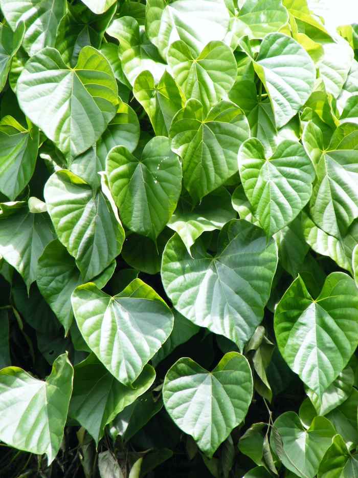 Ayurvedic Herb - Guduchi, Giloy or Amrita And Its Health Benefits ...