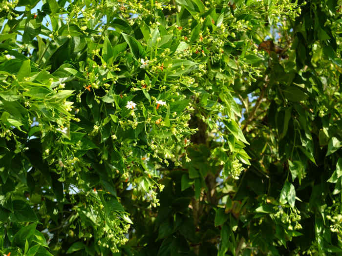 Night Jasmine (Harsingar, Parijat) and Its Health Benefits and Herbal ...