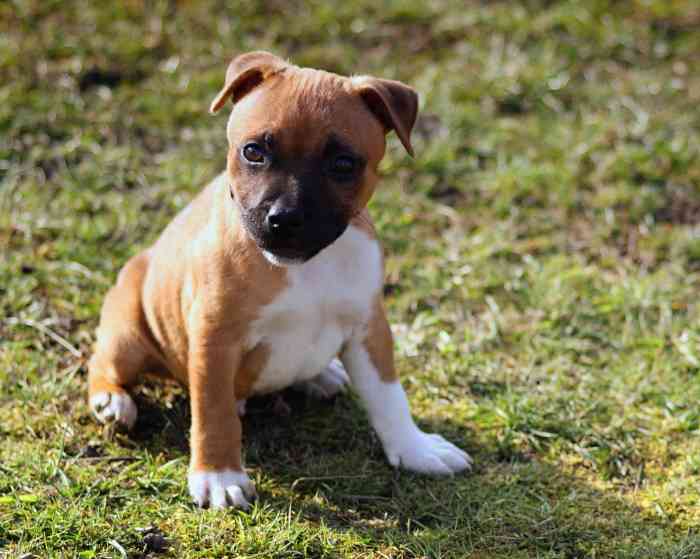 Shar Pei Cross Staffy - All About the Shar Staffy Pei - HubPages