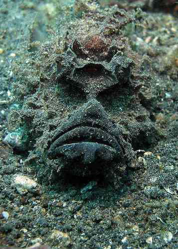 TOP TEN CREEPIEST FISH IN THE WORLD - HubPages