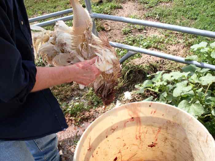 How to Butcher a Chicken, Part 1: Preparing Your Work Space; Killing ...