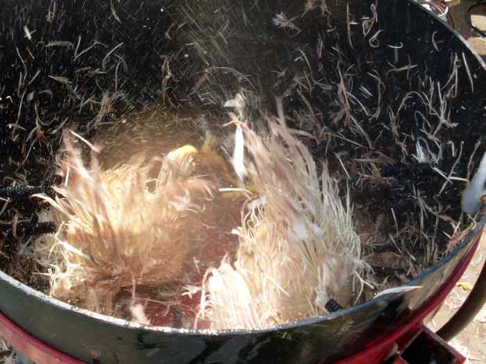 How to Butcher a Chicken, Part 1: Preparing Your Work Space; Killing ...