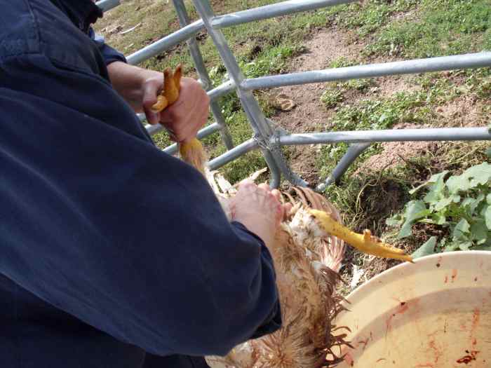 How to Butcher a Chicken, Part 1: Preparing Your Work Space; Killing ...