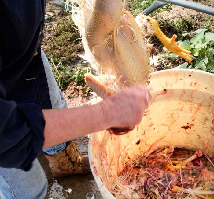 How to Butcher a Chicken, Part 1: Preparing Your Work Space; Killing ...