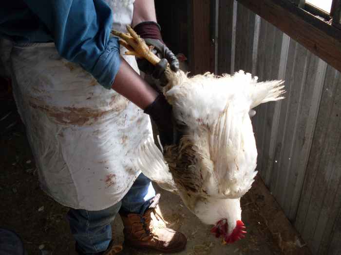 How to Butcher a Chicken, Part 1: Preparing Your Work Space; Killing ...