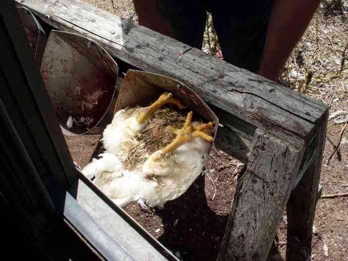 How to Butcher a Chicken, Part 1: Preparing Your Work Space; Killing ...