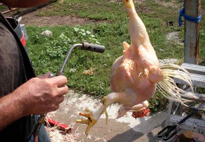 How to Butcher a Chicken, Part 1: Preparing Your Work Space; Killing ...