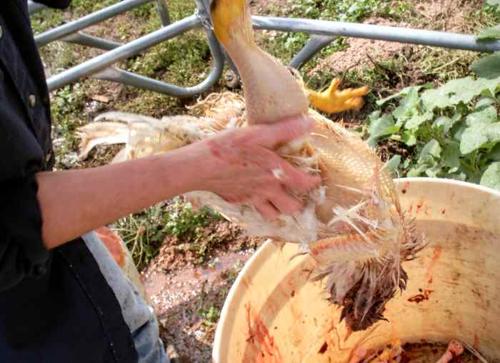 How to Butcher a Chicken, Part 1: Preparing Your Work Space; Killing ...