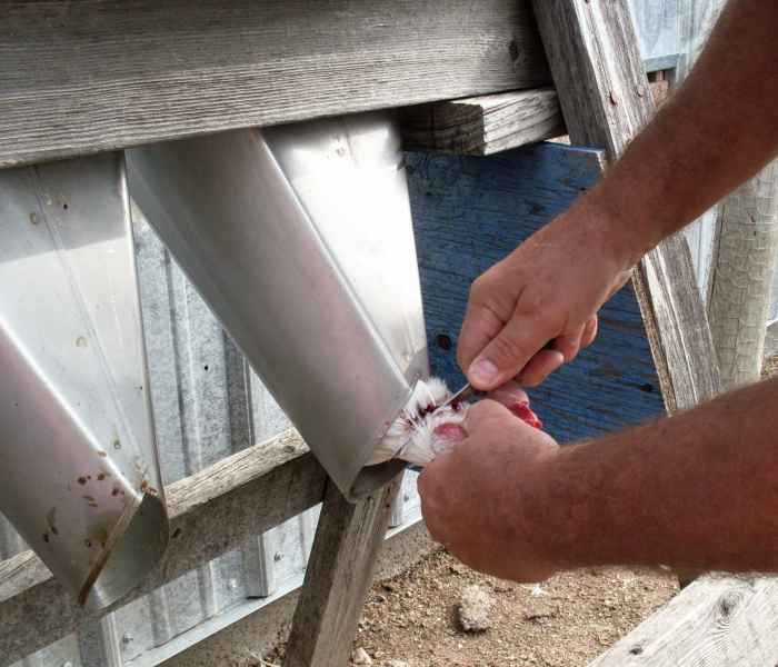 How to Butcher a Chicken, Part 1: Preparing Your Work Space; Killing ...