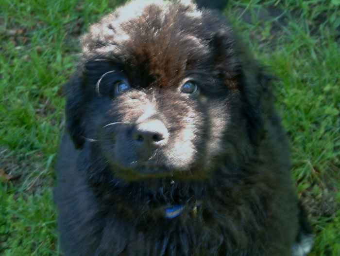 Great Names for Newfoundland Giant Breed Dogs - HubPages