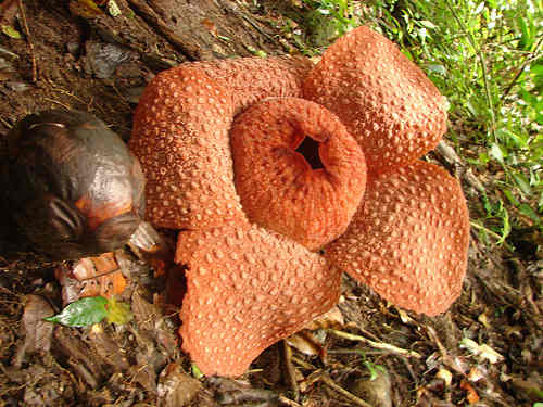 Different species of Rafflesia-Part II - HubPages