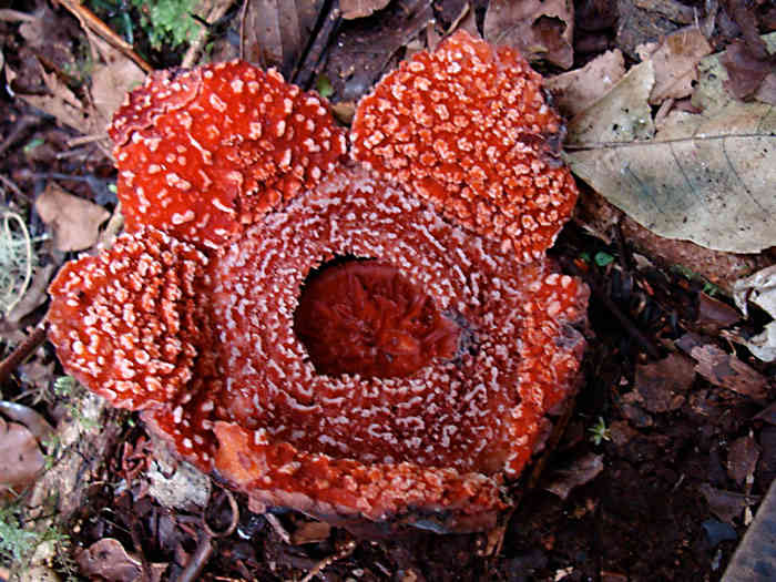Different species of Rafflesia-Part II - HubPages
