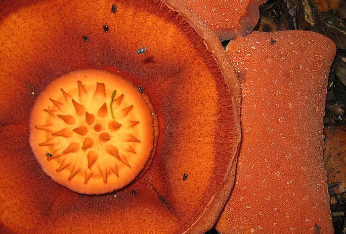 Different species of Rafflesia-Part II - HubPages