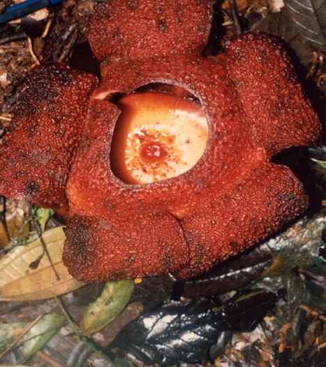 Different species of Rafflesia-Part II - HubPages