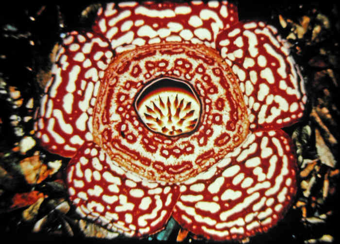 Different species of Rafflesia-Part II - HubPages