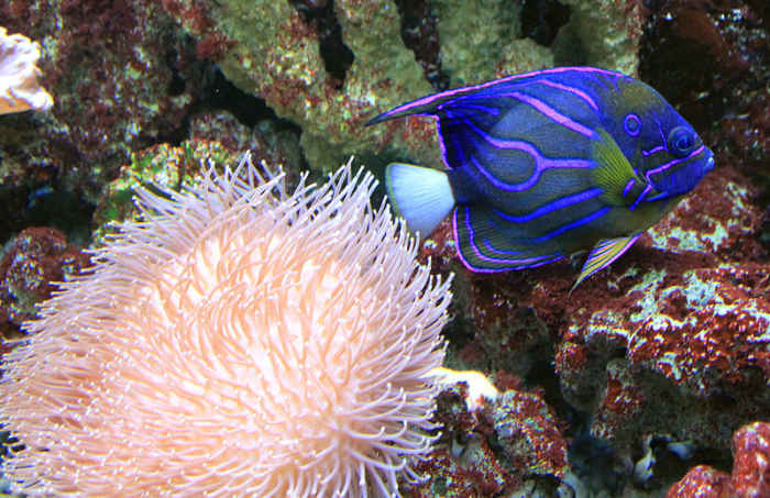 The Top 10 Spectacular Blue Coloured Fish - Owlcation