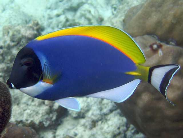 The Top 10 Spectacular Blue Coloured Fish - Owlcation