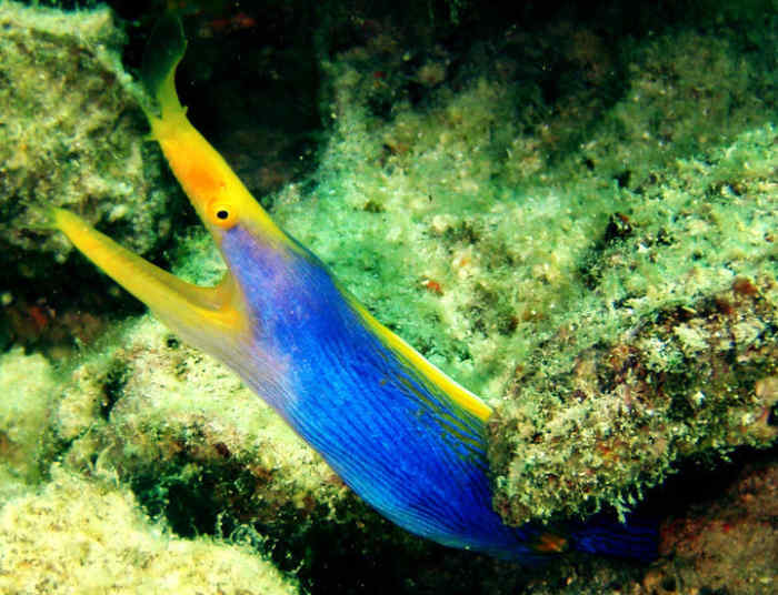 The Top 10 Spectacular Blue Coloured Fish - Owlcation